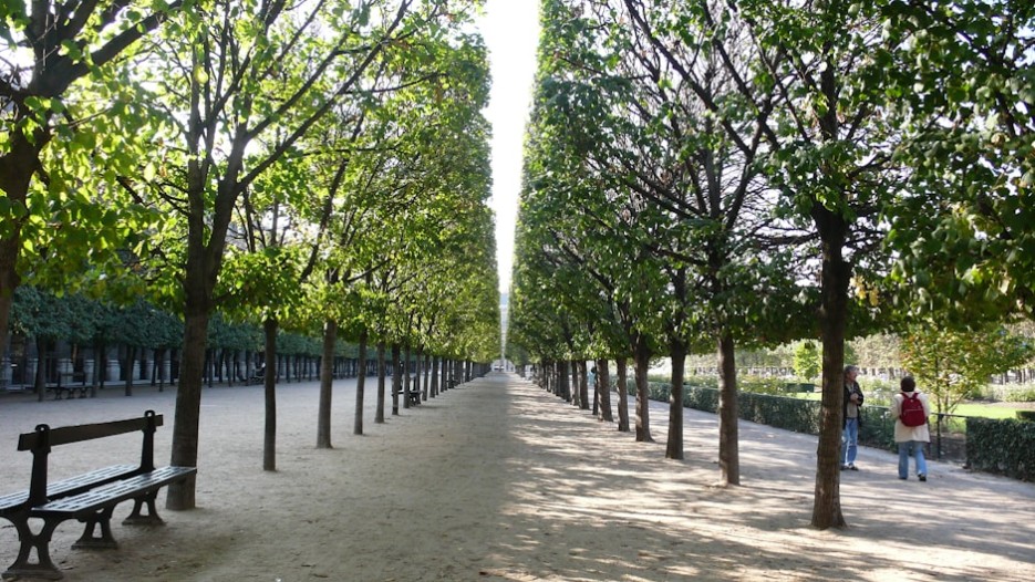 Paris launches new planting season with 21,000 new trees | Paris Issue